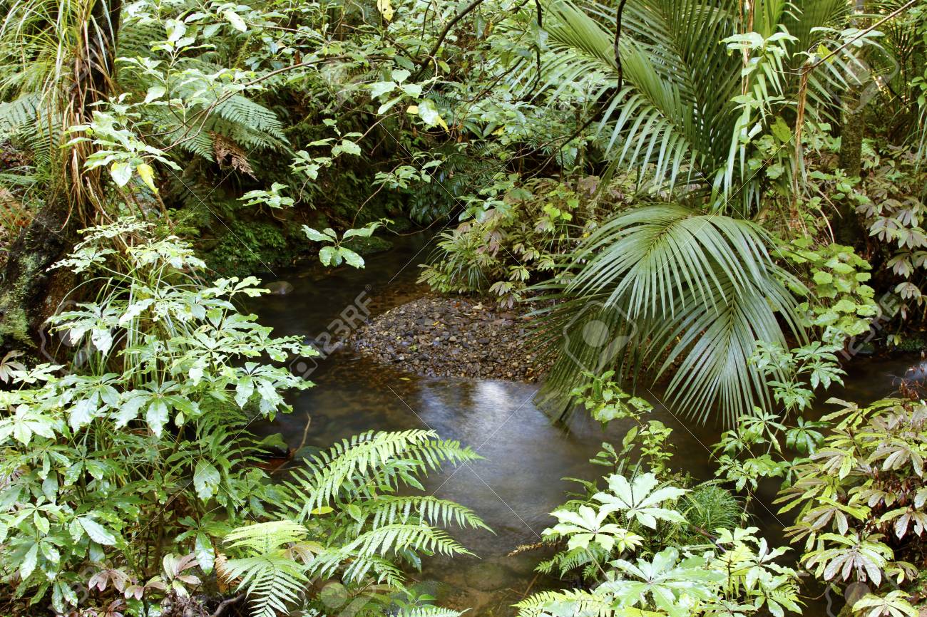Bosque tropical con alto volumen pluvial: 5 cosas que debes saber para ...