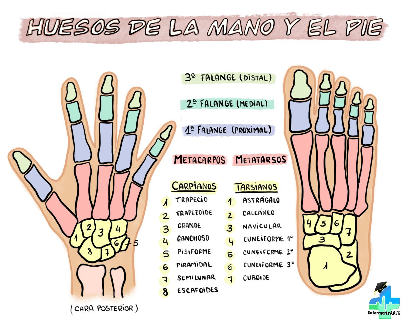 10 pasos fáciles para fabricar tus propios huesos de la mano ...