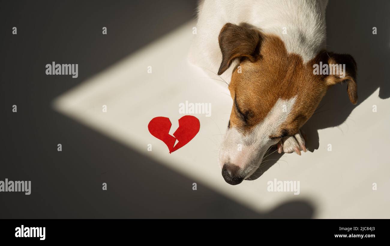 Cómo superar la muerte de un perro por eutanasia: 5 pasos para sanar tu ...