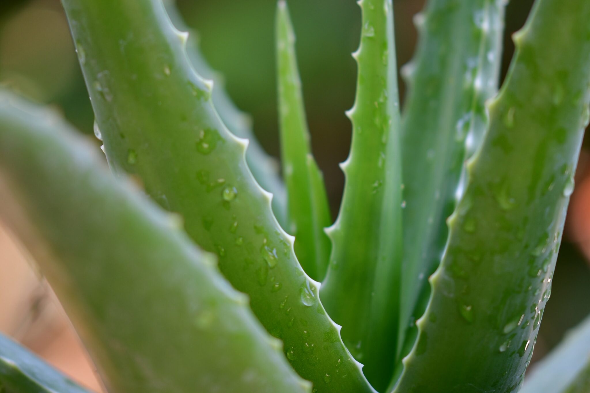 El fascinante mundo de la sabila: Descubre el nombre científico y ...