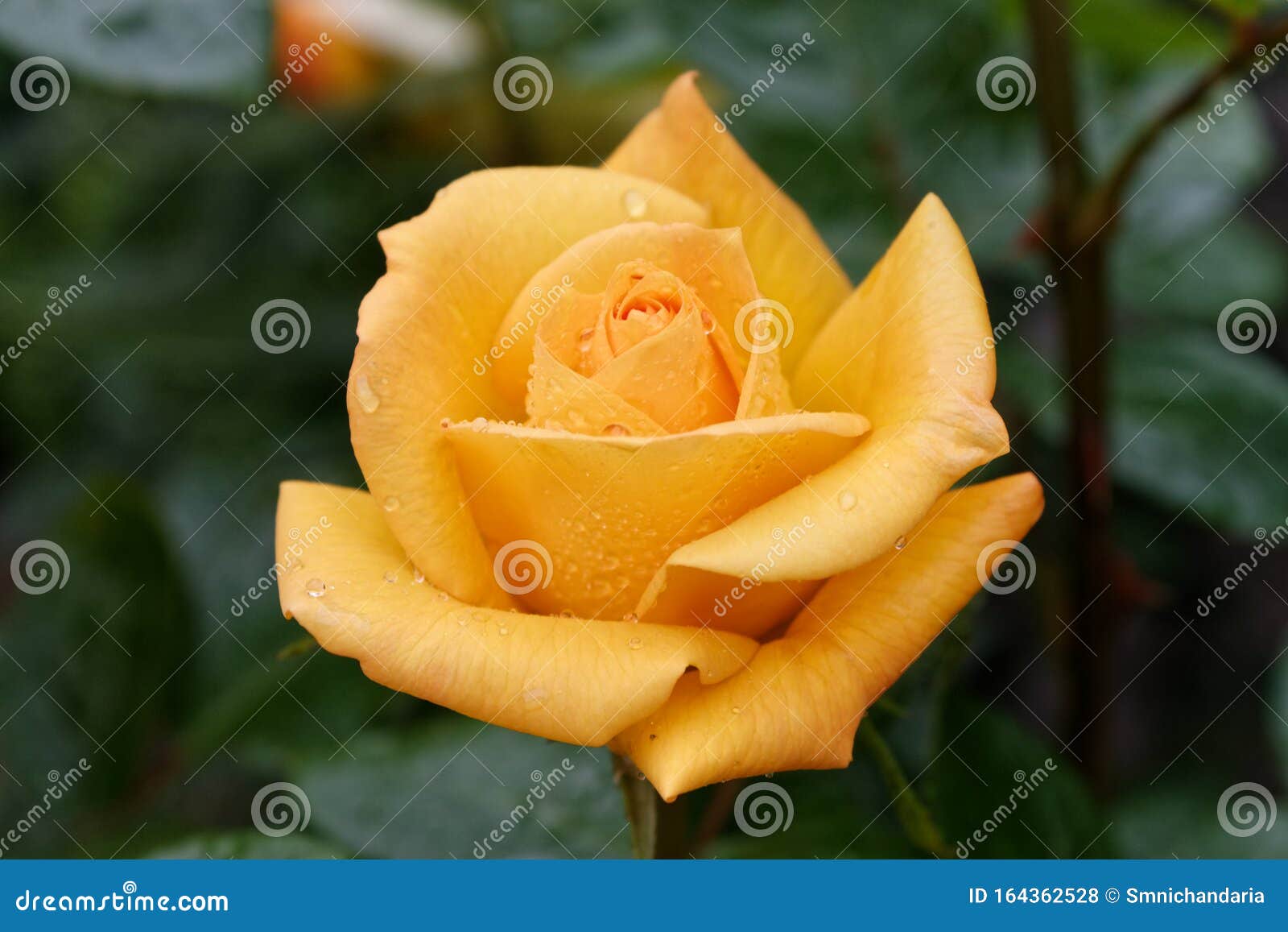 Descubre todo sobre el significado y origen del nombre de Rocio: datos ...