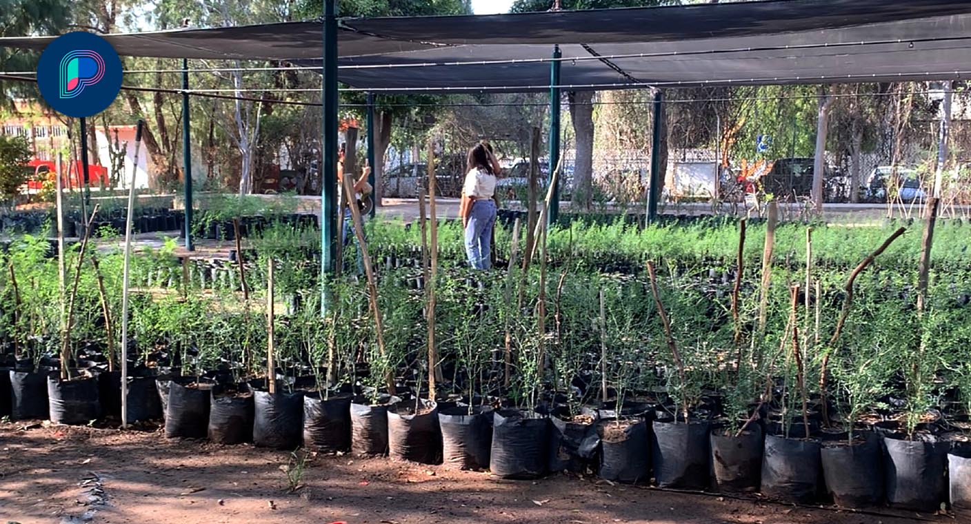 Los sorprendentes beneficios de utilizar el torote prieto: descubre ...